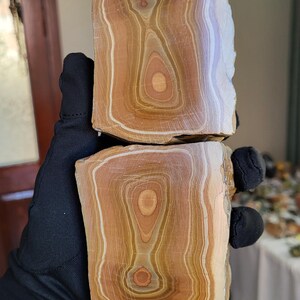 Huge Wooden Rhyolite Sample Pair, Cut and Polished Wonderstone, Rare ...