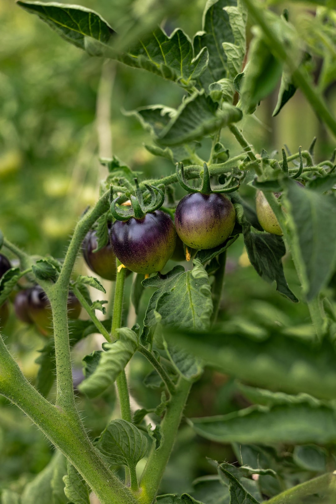 Bosque Blue Bumblebee - Tomato Seeds - Etsy