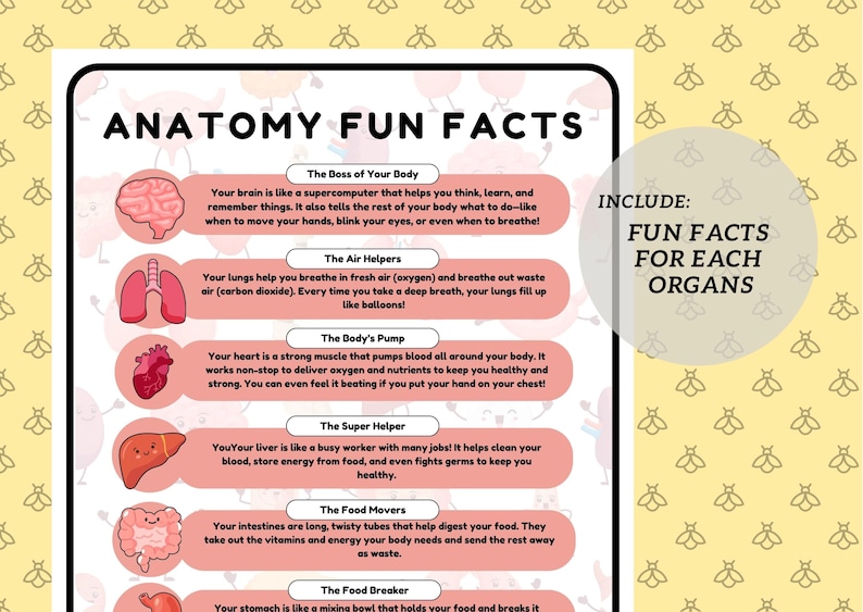 Anatomy Game, Printable Human Body Preschool Activity, About Me Kids ...