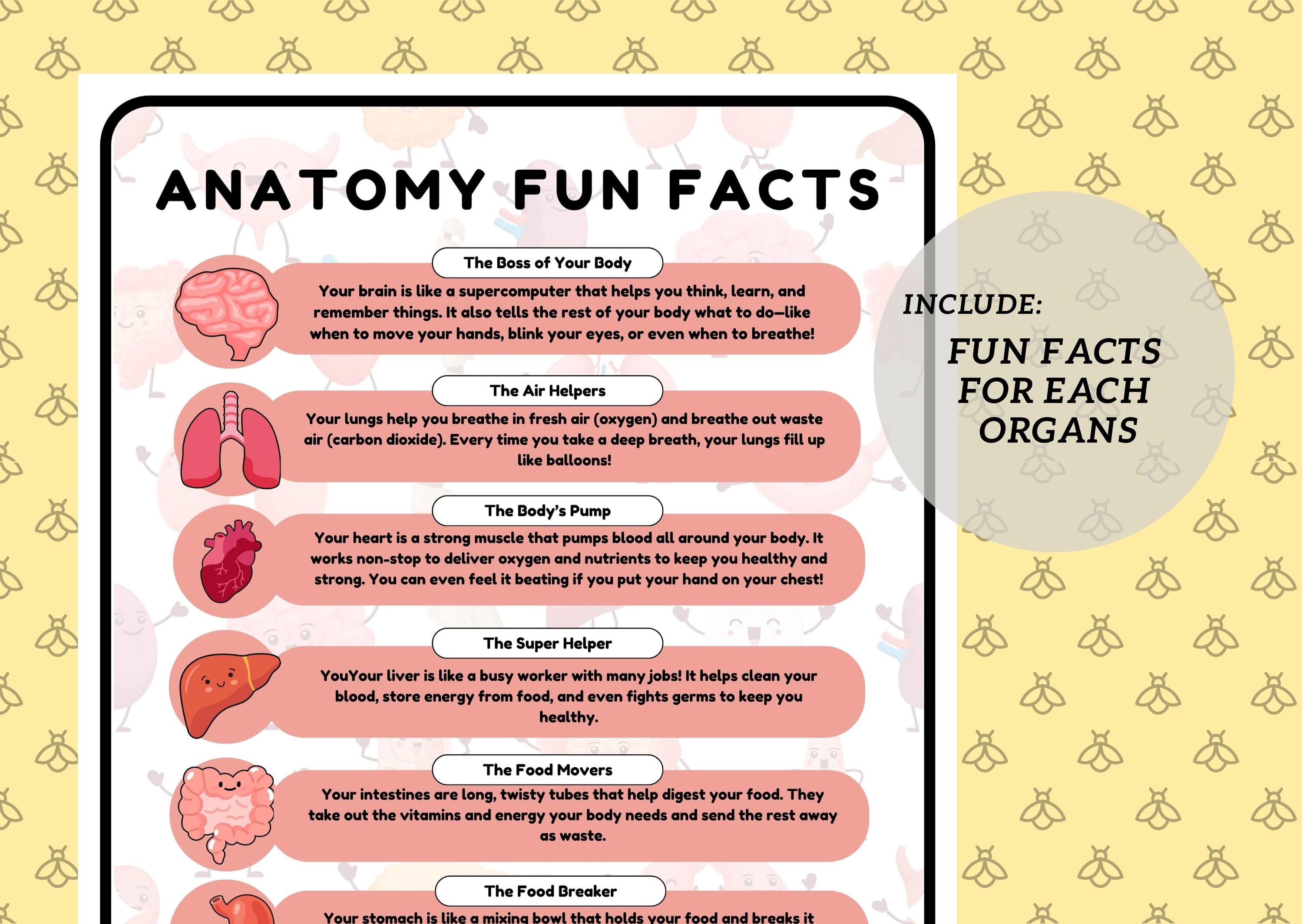 Anatomy Game, Printable Human Body Preschool Activity, About Me Kids ...