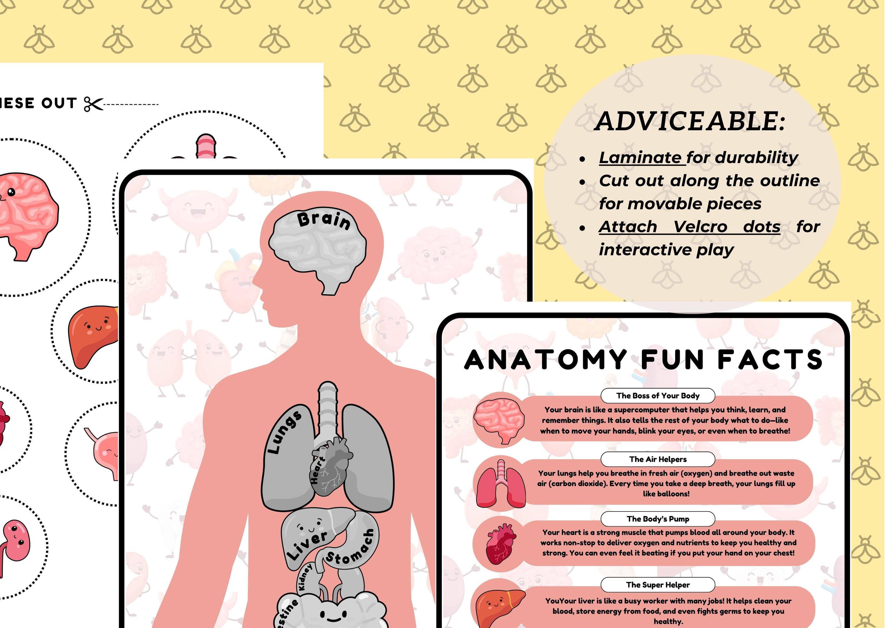 Anatomy Game, Printable Human Body Preschool Activity, About Me Kids ...