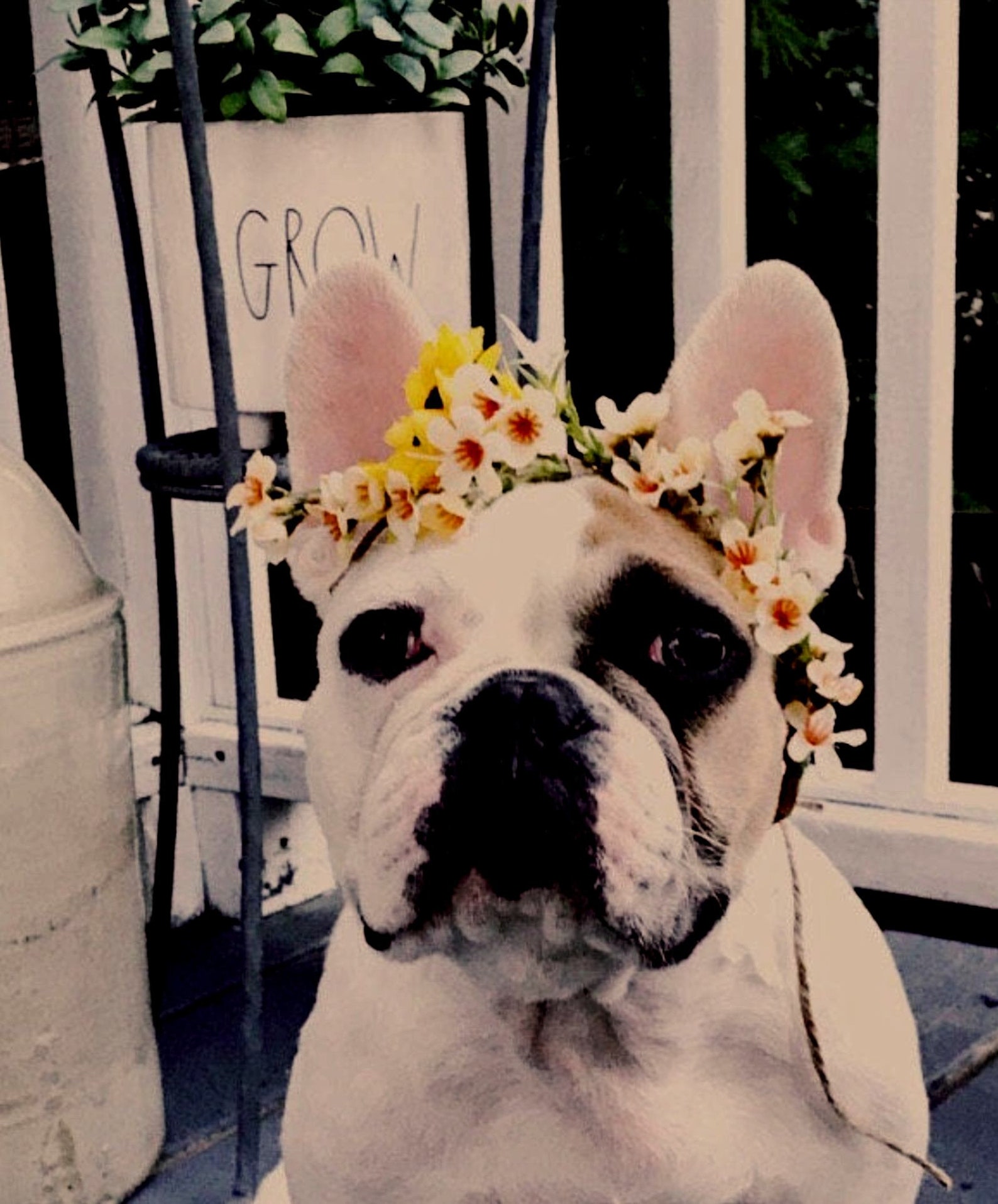 Flower Dog Collar Pet Photo Prop Flower Crown Fall Sunflower - Etsy