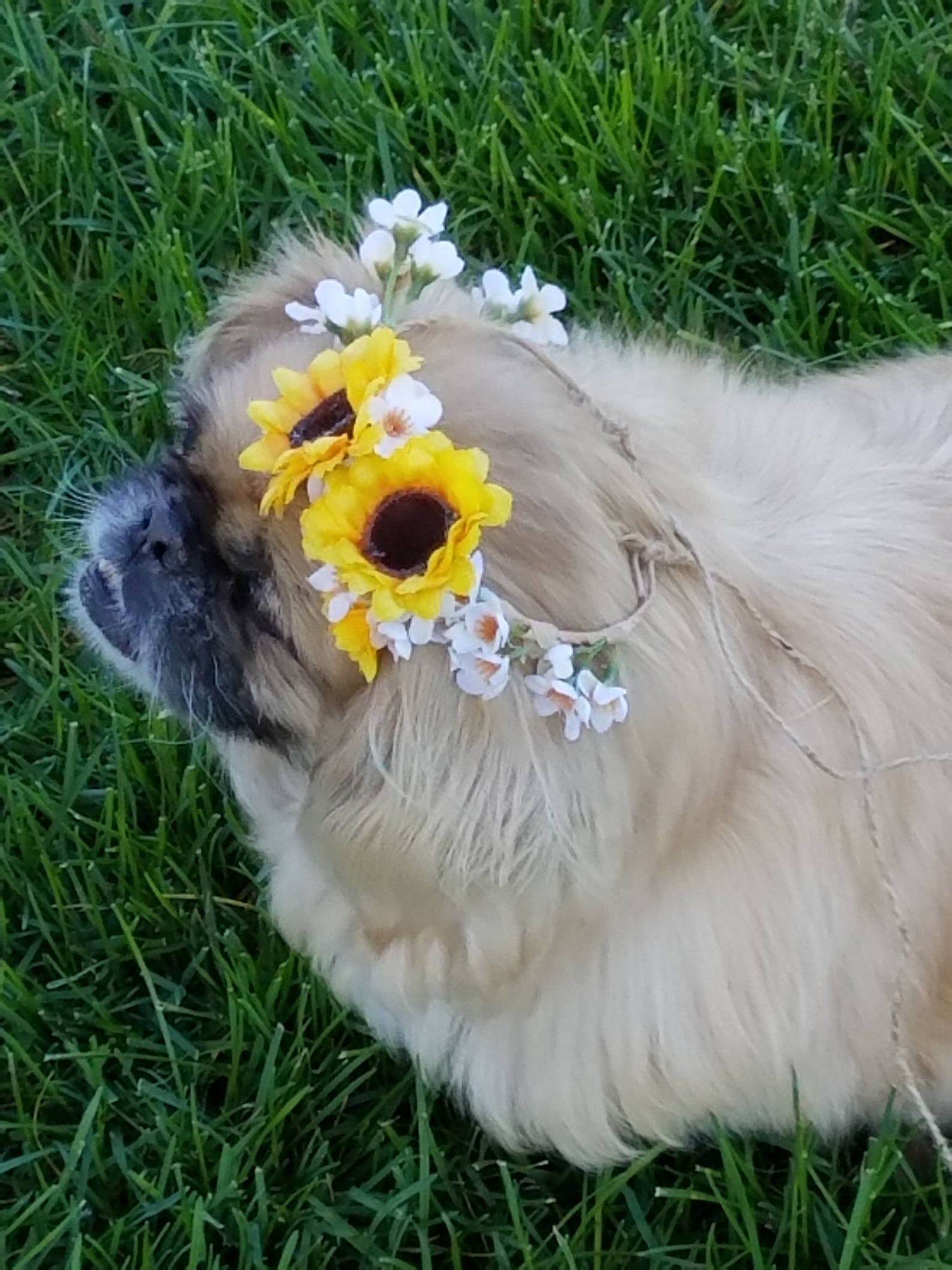 Pet Photo Prop Accessories Sunflower Dog Flower Crown Collar | Etsy