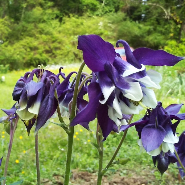 White Columbine - Etsy