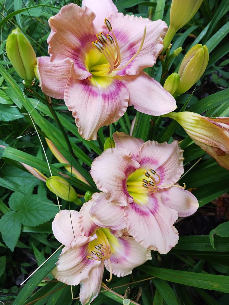 DAYLILY SEEDS: Mystical Rainbow; Shell Pink Daylily With Raspberry to ...