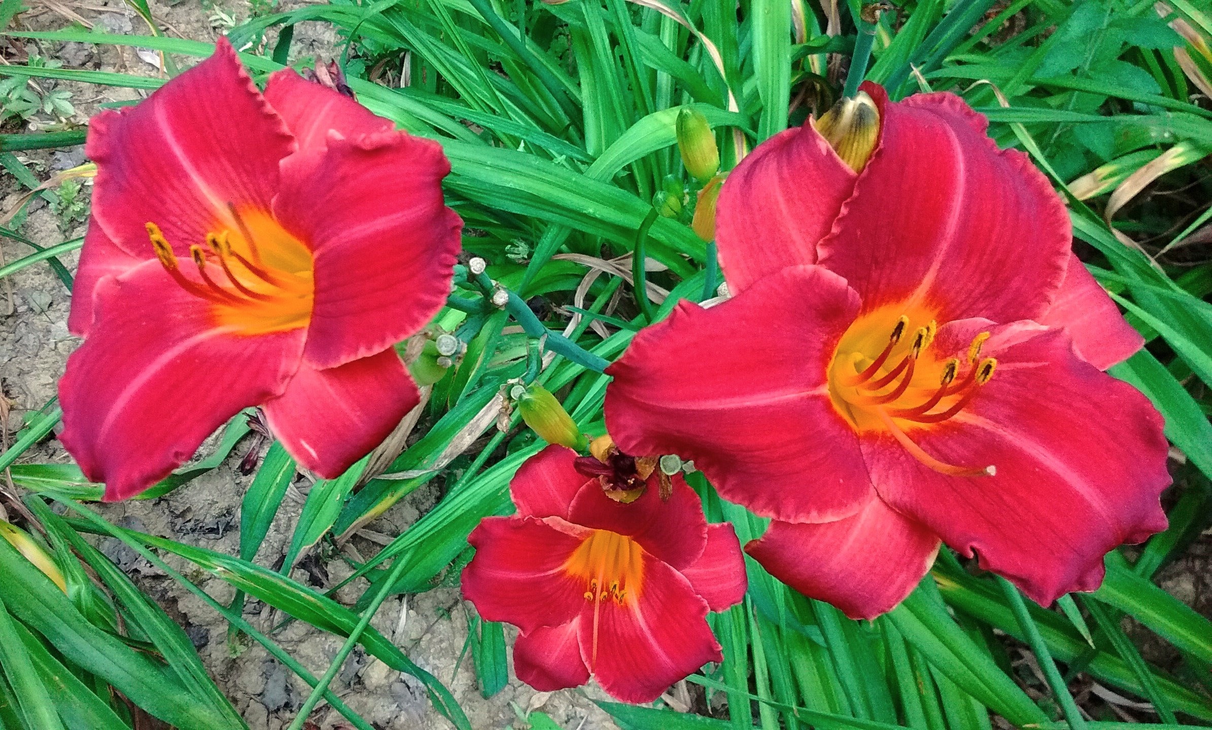 10 Seed From Red Volunteer Daylily - Etsy