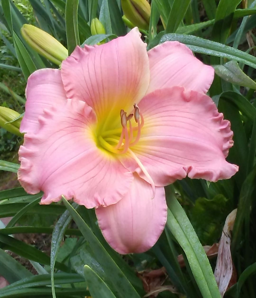 10 DAYLILY SEEDS, Pink Daylilies, Mix From Different Pinks - Etsy