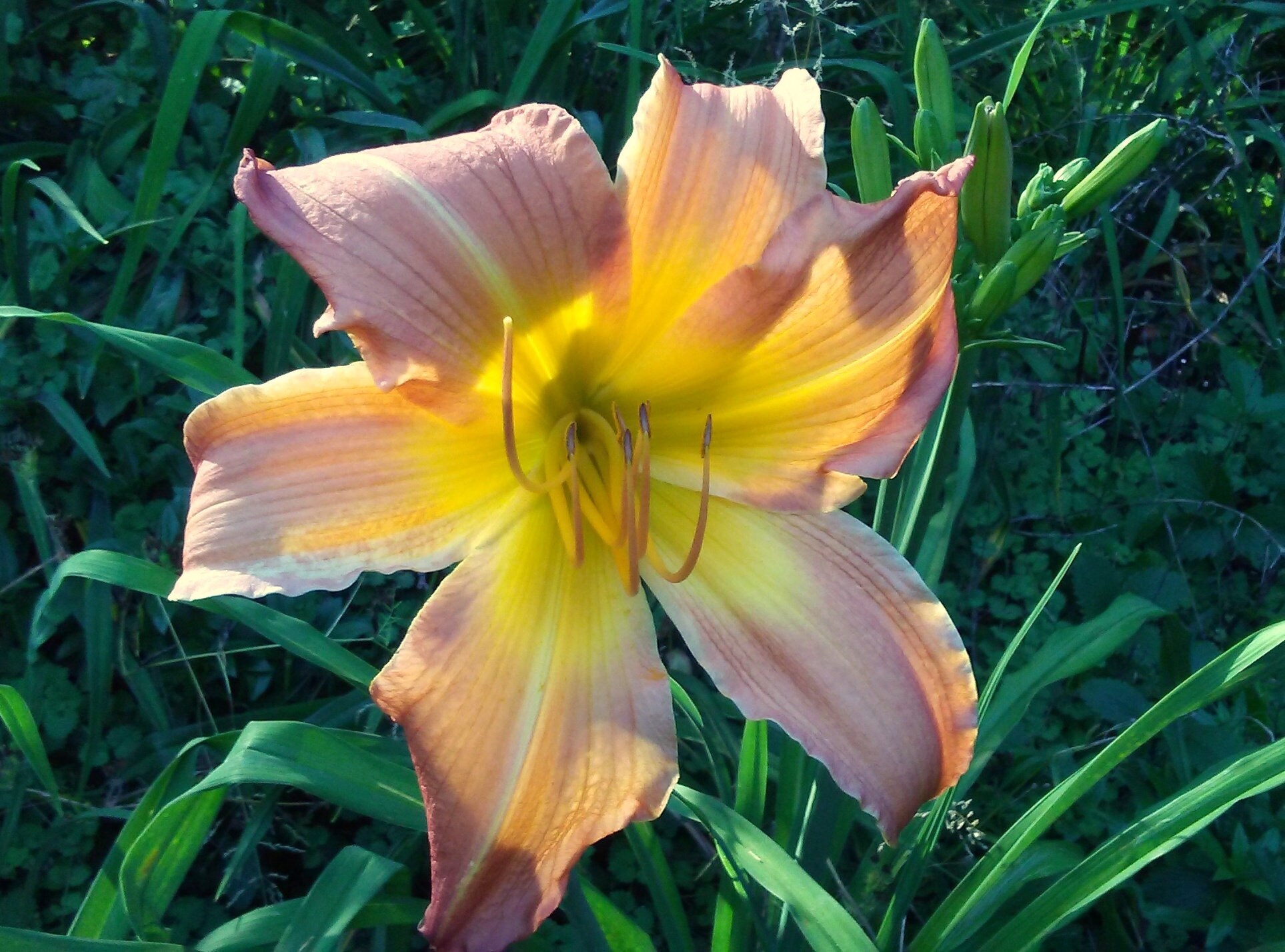 10 DAYLILY SEEDS, Pink Daylilies, Mix From Different Pinks - Etsy