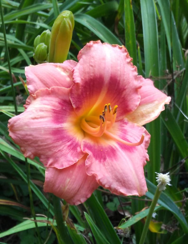10 DAYLILY SEEDS, Pink Daylilies, Mix From Different Pinks - Etsy