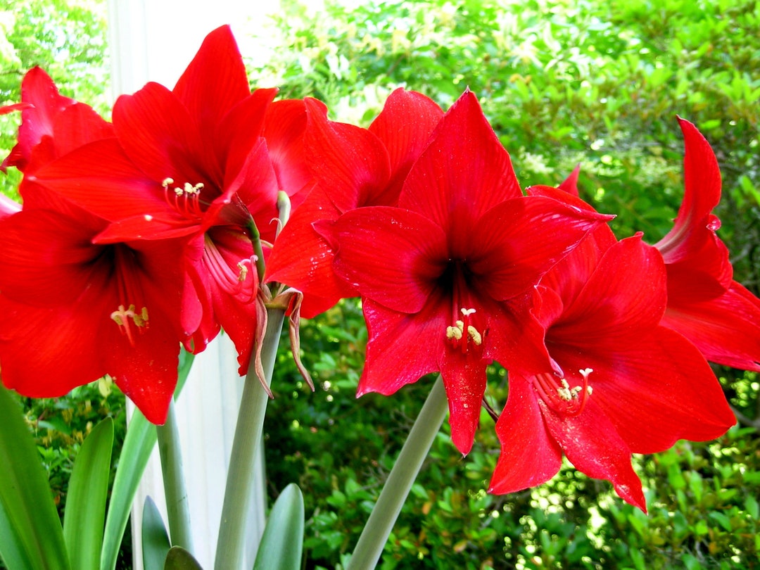 5 Red Single Amaryllis Bulbs, Medium Size Bulbs, Ready to Bloom - Etsy