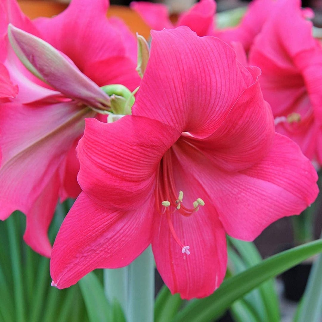 10-12+ SEEDS; Amaryllis Pink Surprise, New Harvest, Plus Growing ...