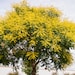 LANDSCAPING ACCENT, Golden Rain Tree Seeds, 15-18 Seeds - Etsy