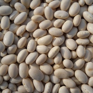 White Half Runner Bean Seeds, 25+ Seeds, 1st Class Shipping - Etsy