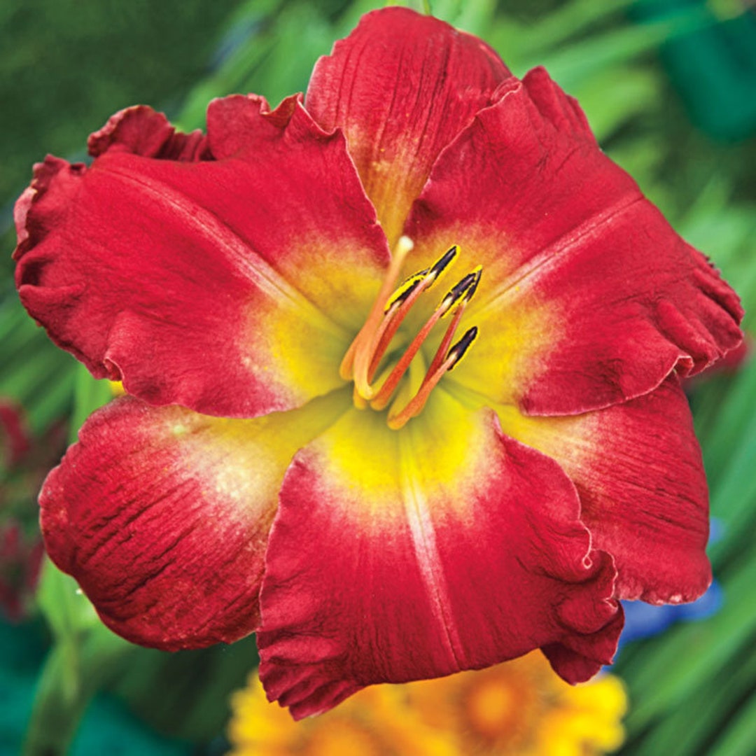 EARLYBIRD CARDINAL Daylily Seeds (8-10), Ready to Plant; 2024 Harvest ...