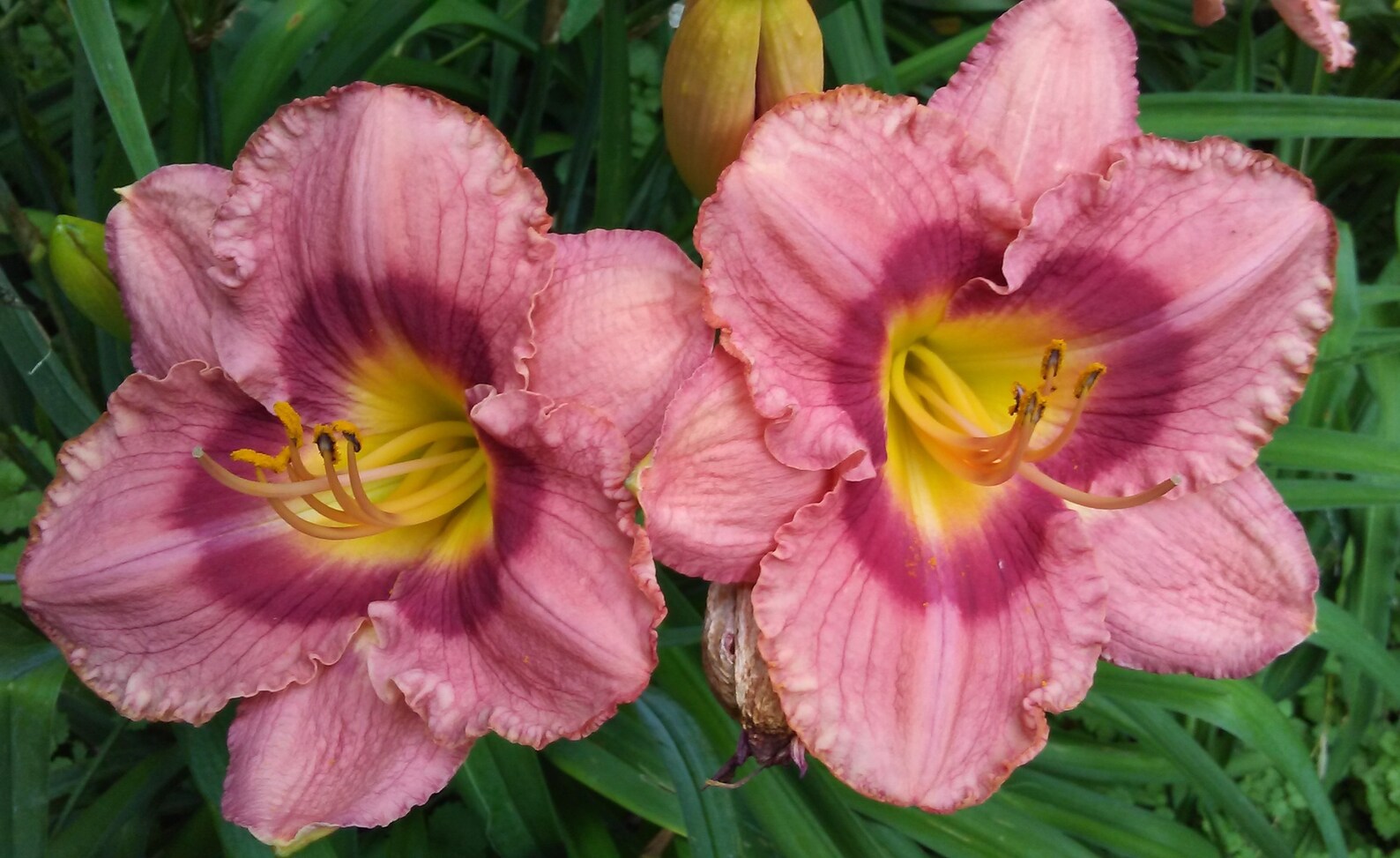 10 DAYLILY SEEDS, Pink Daylilies, Mix From Different Pinks - Etsy