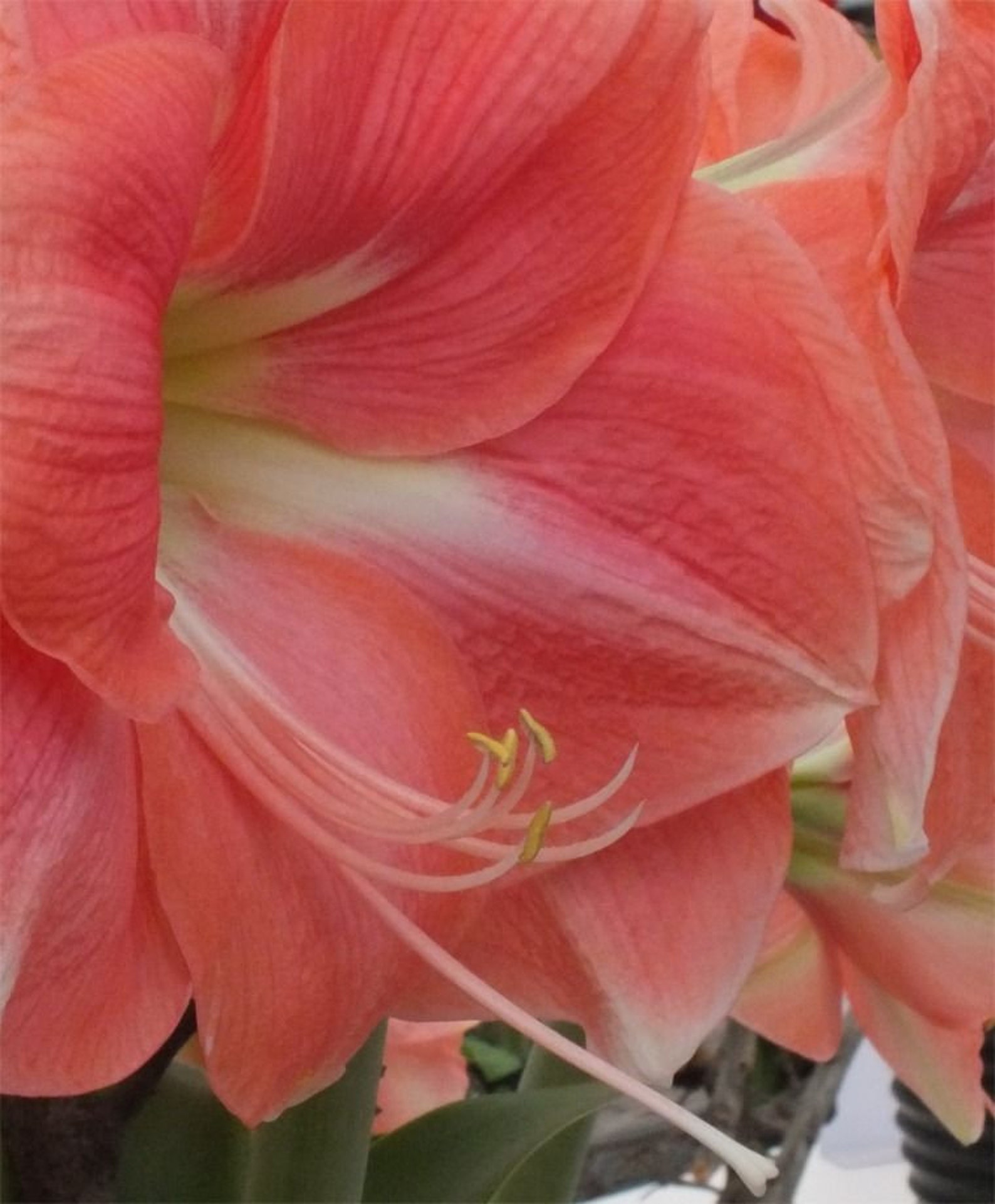 SEEDS From Amaryllis ROSALIE 10-12 Seeds Recently Harvested - Etsy