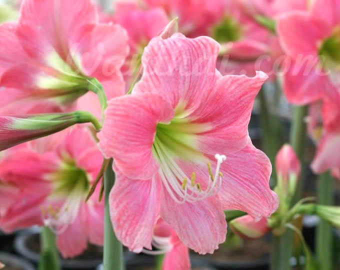 AMARYLLIS SEEDS: From Mixed Pink Varieties, 12+ Seeds, Free Shipping to ...