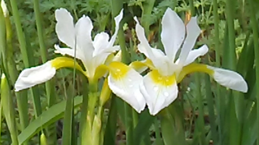 SEEDS: Limited-supply. Iris "alba," White Flag Iris, 20+ Seed, Free ...