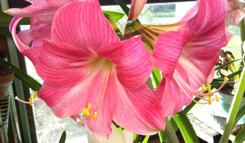 AMARYLLIS SEEDS: From Mixed Pink Varieties 12 Seeds Free - Etsy