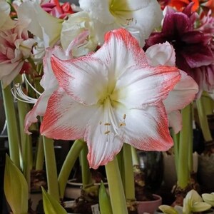 SEED From Amaryllis SOFIA, 10-12 Very Fresh Seed; Free Shipping Within ...