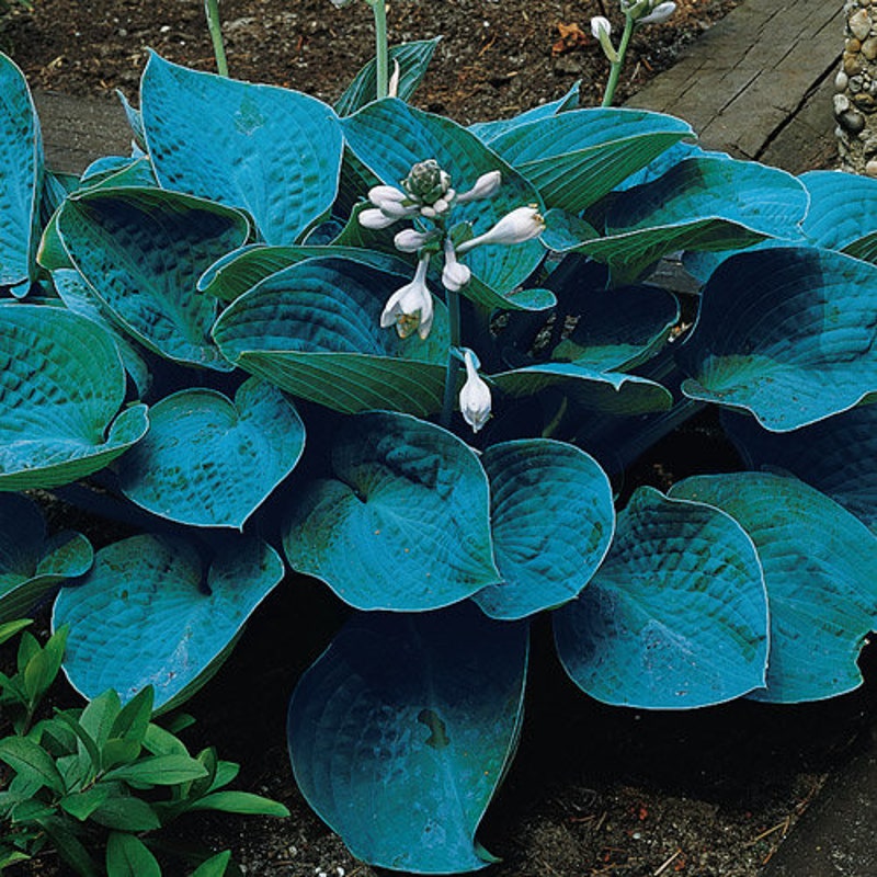 Hosta - Etsy