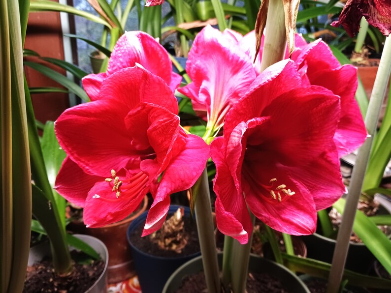 AMARYLLIS SEEDS: From Mixed Pink Varieties 12 Seeds Free - Etsy