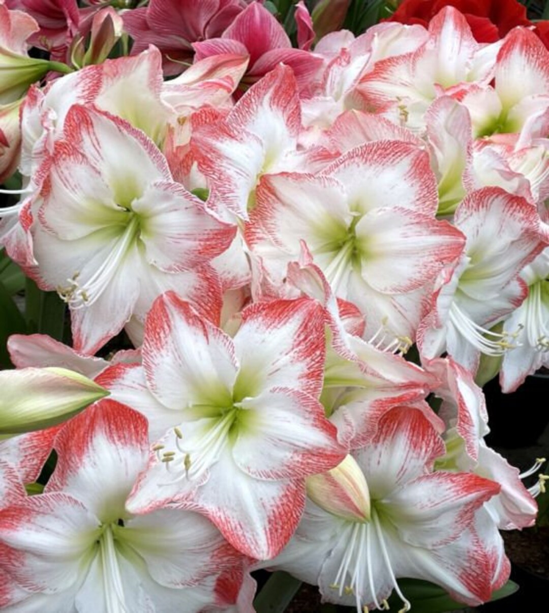 SEED From Amaryllis SOFIA, 10-12 Very Fresh Seed; Free Shipping Within ...