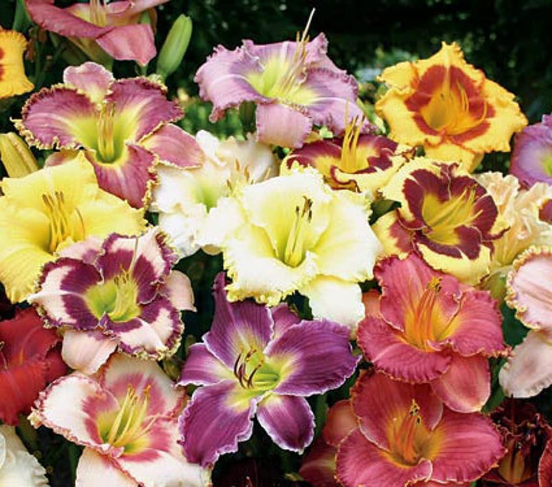 10+ Mixed Daylily Seeds, Harvested Late Summer, 2025, Easy to Grow ...