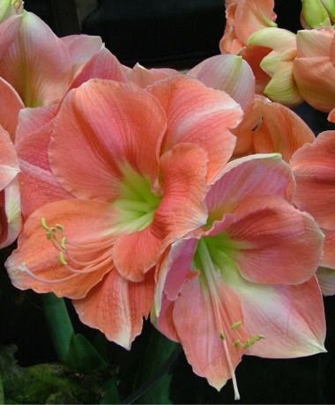 SEEDS From Amaryllis ROSALIE 10-12 Seeds Recently Harvested - Etsy