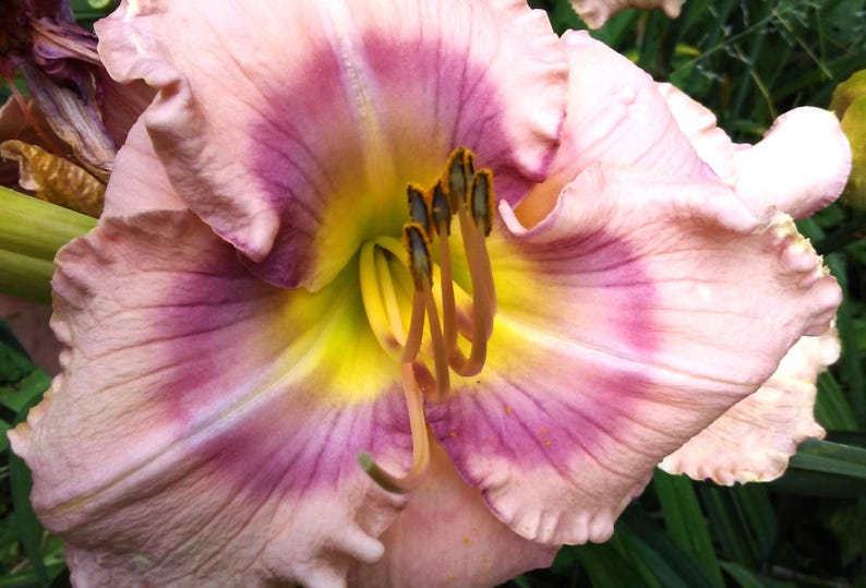 DAYLILY SEEDS: Mystical Rainbow; Shell Pink Daylily With Raspberry to ...