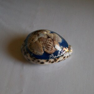 Leopard Cowrie Shell Shells Inside Top Bahamas Souvenir - Etsy