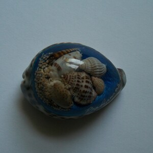 Leopard Cowrie Shell Shells Inside Top Bahamas Souvenir - Etsy