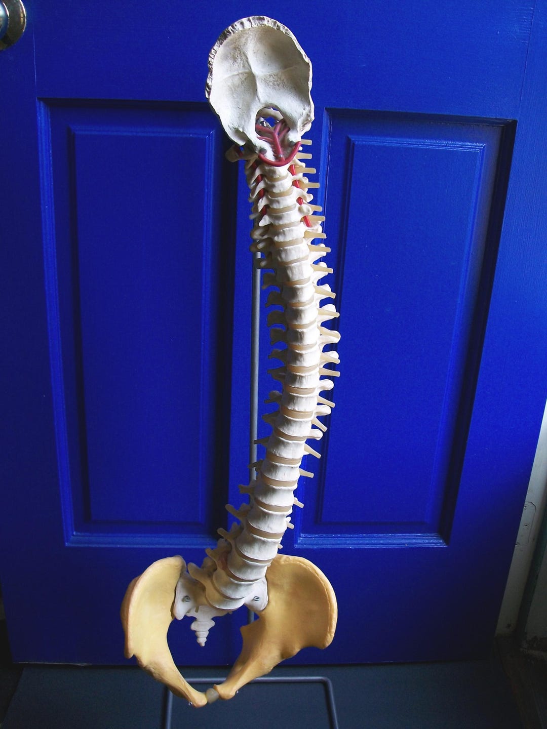Anatomical Spine and Pelvis Model Skeleton Backbone - Etsy