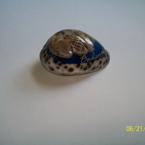 Leopard Cowrie Shell Shells Inside Top Bahamas Souvenir - Etsy