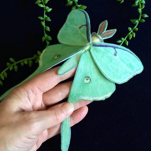 Craft Kit REFILL: Felt Luna Moth Sheet. Cut Out and Sew Felt Panel. - Etsy