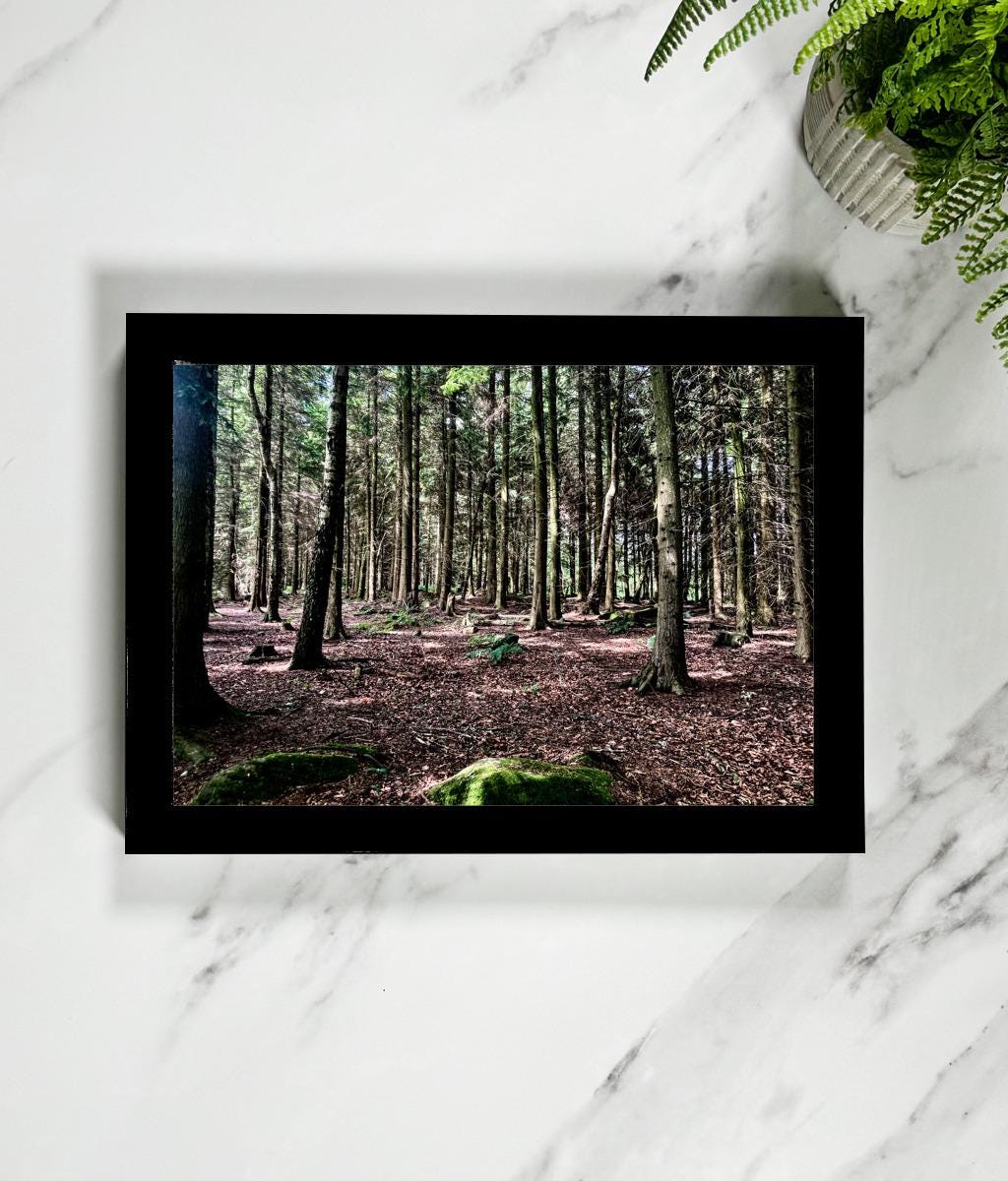 Woodland Landscape Photography Art Print. Autumn Scenic Wall Art, Home ...