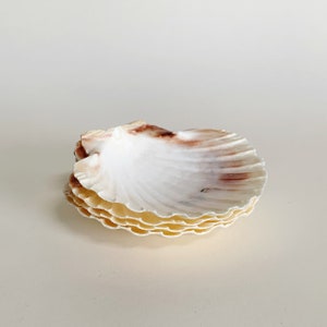 SCALLOP SHELL PLATES - S/4 - Etsy
