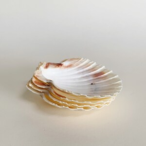 SCALLOP SHELL PLATES - S/4 - Etsy