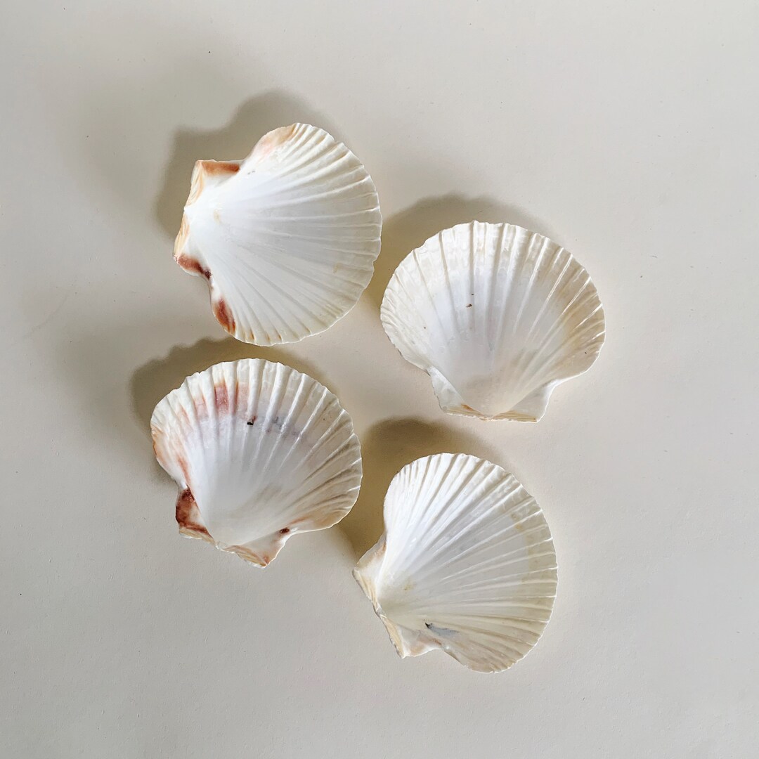 SCALLOP SHELL PLATES - S/4 - Etsy