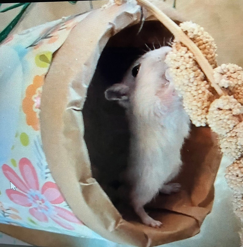 Tiny Tube With a View--fun for Gerbils and Other Small Pocket Pets - Etsy