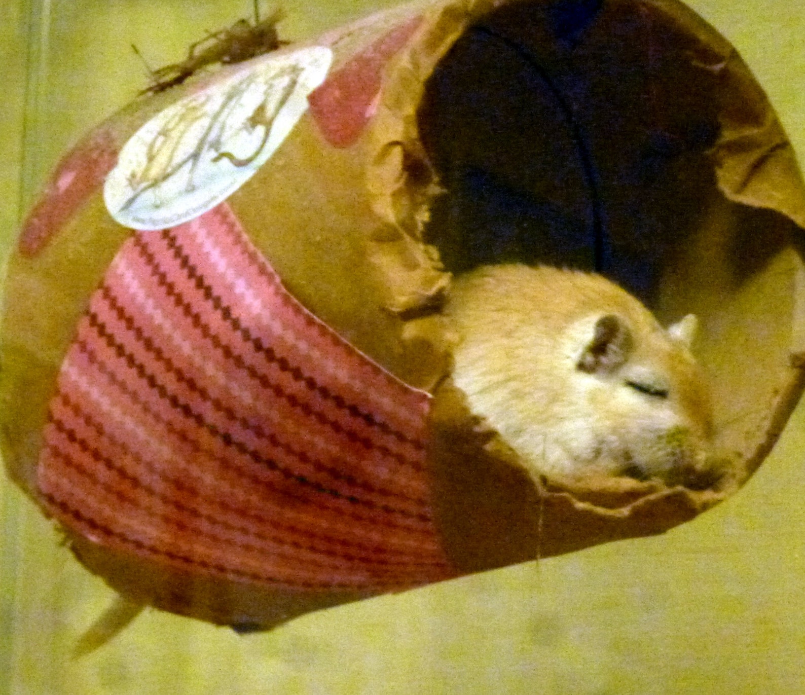 Tiny Tube With a View--fun for Gerbils and Other Small Pocket Pets - Etsy