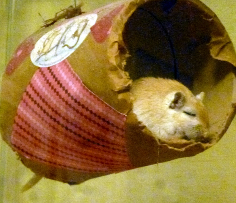 Tiny Tube With a View--fun for Gerbils and Other Small Pocket Pets - Etsy