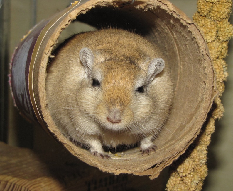 Tiny Tube With a View--fun for Gerbils and Other Small Pocket Pets - Etsy