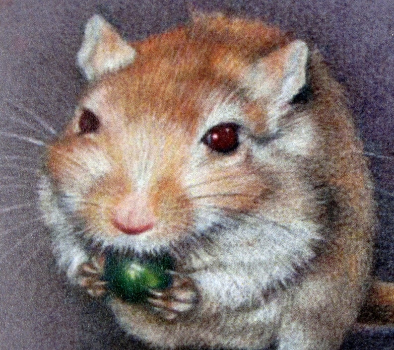 Look Closely Gerbil and Peas: Blank Greeting Cards - Etsy
