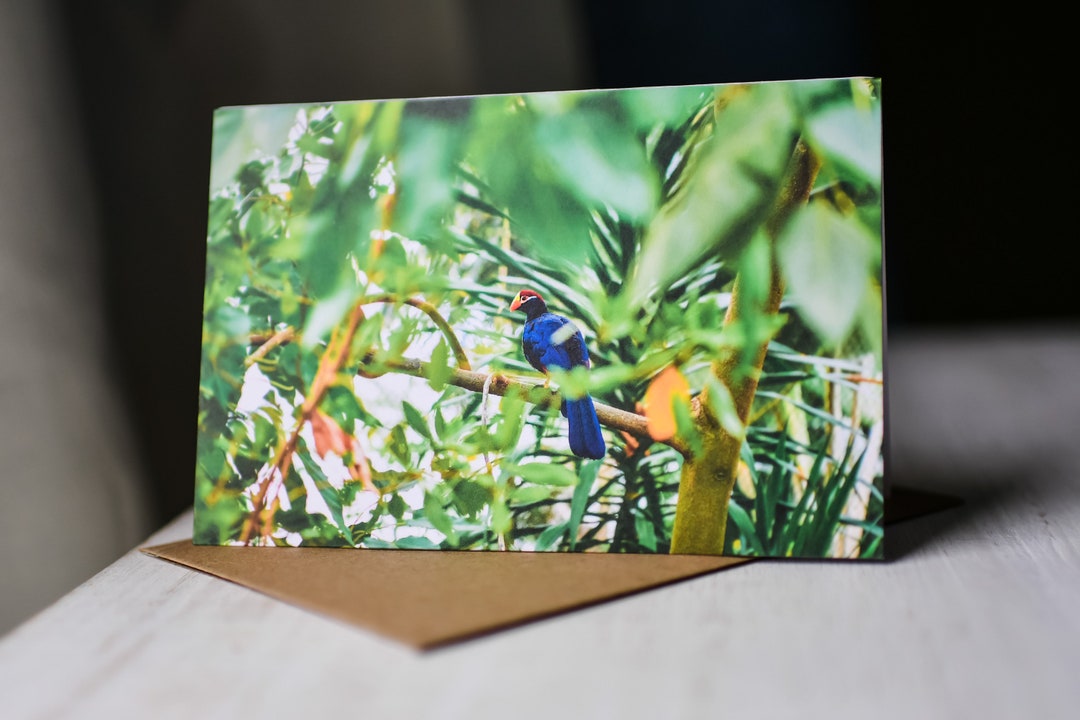 Ross's Turaco Bird - Etsy