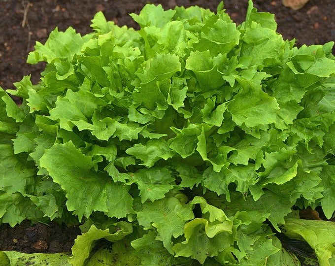 Heirloom Green Ice Lettuce 500 Seeds, 1/2 Gram Buy 2 Get 1 Order Free ...