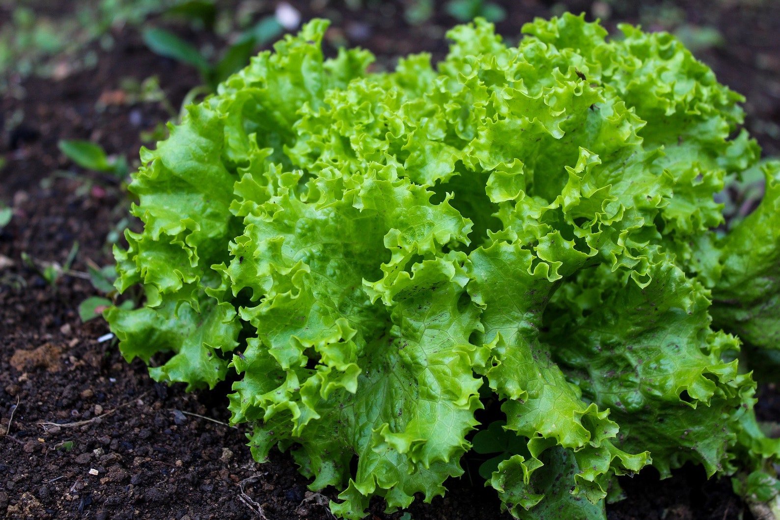 Green Ice Lettuce Seeds Organic Lettuce Seeds Leaf Lettuce - Etsy