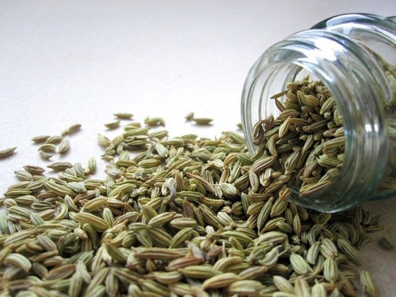 Fennel Seeds, Fennel 'finocchio' Seeds, Herb Seeds, Organic Herb Seeds ...