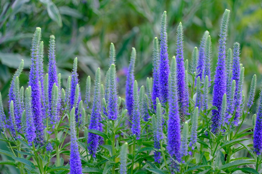 Veronica Flower Seeds, Speedwell Seeds, Veronica Spicata, Blue Boquet ...