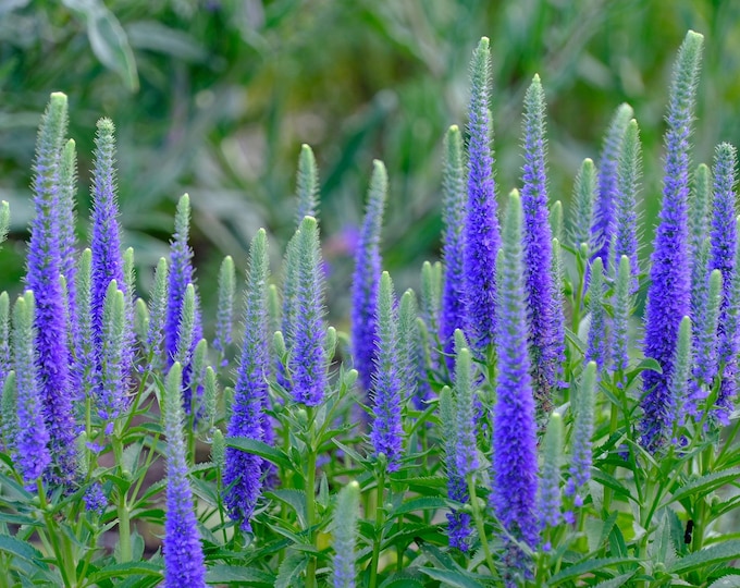Veronica Spicata Sightseeing Mix (50 Flower Seeds) - Etsy